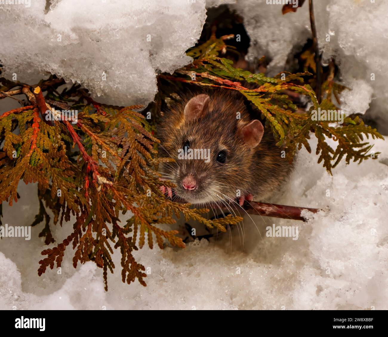 Animal den hi-res stock photography and images - Alamy