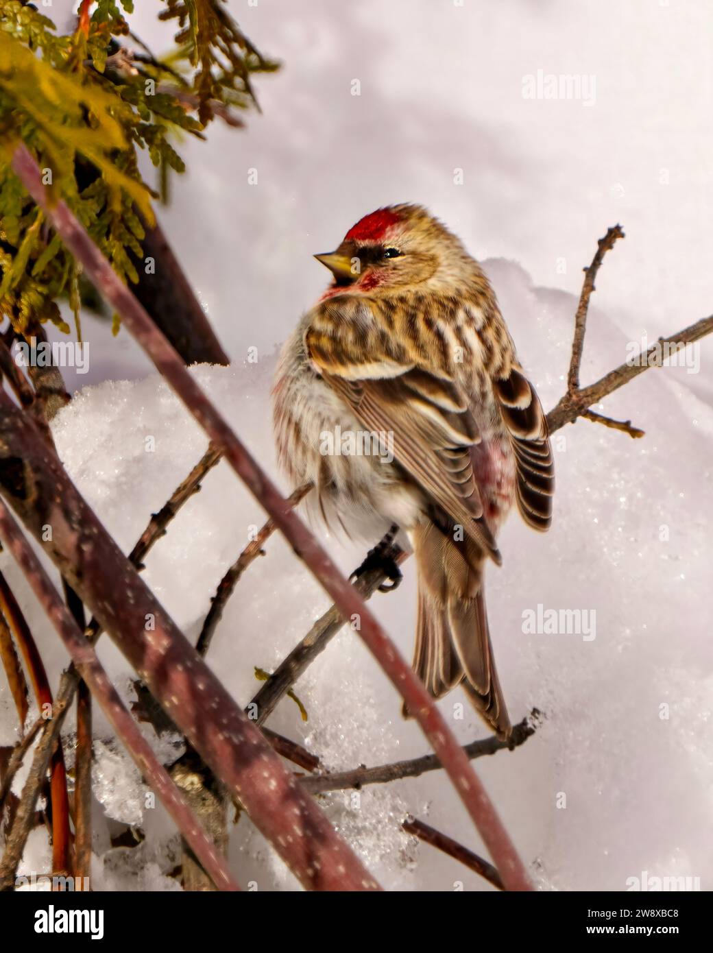 Common Red poll close-up profile rear view in the winter season perched ...