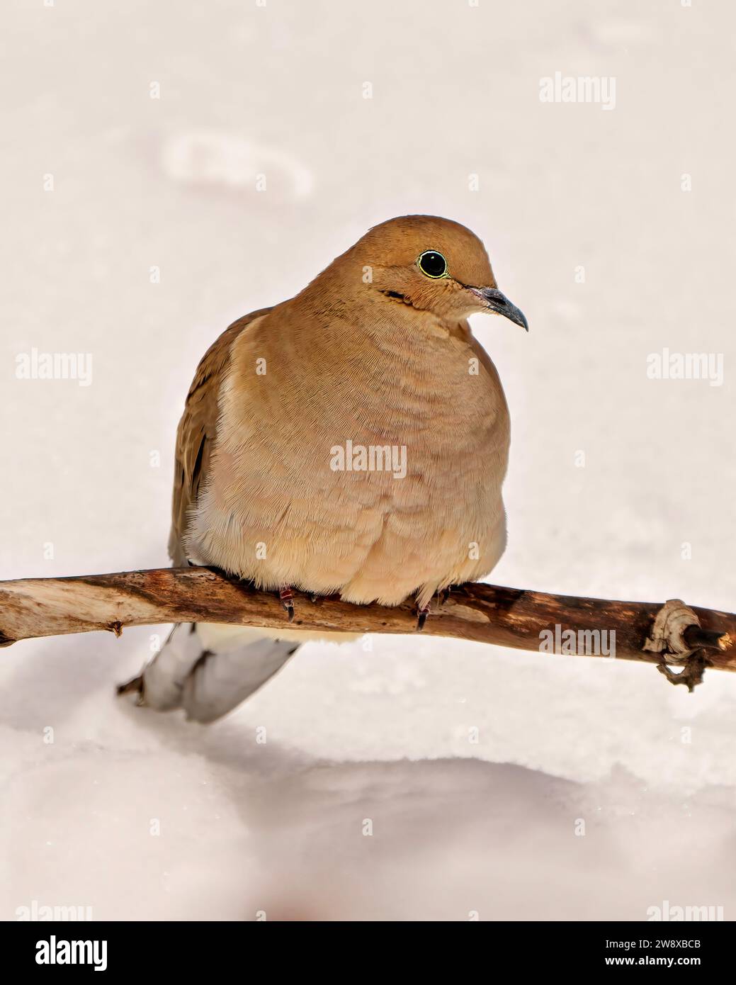 Mourning Dove close-up profile front view in the winter season perched ...