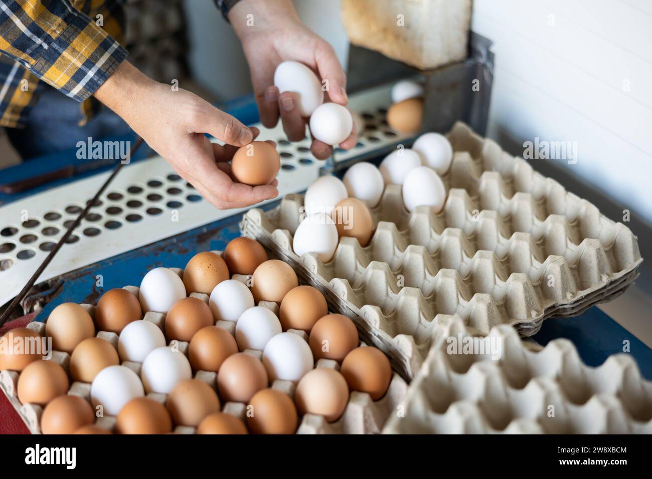 Poultry egg collection system in chicken farm Stock Photo - Alamy
