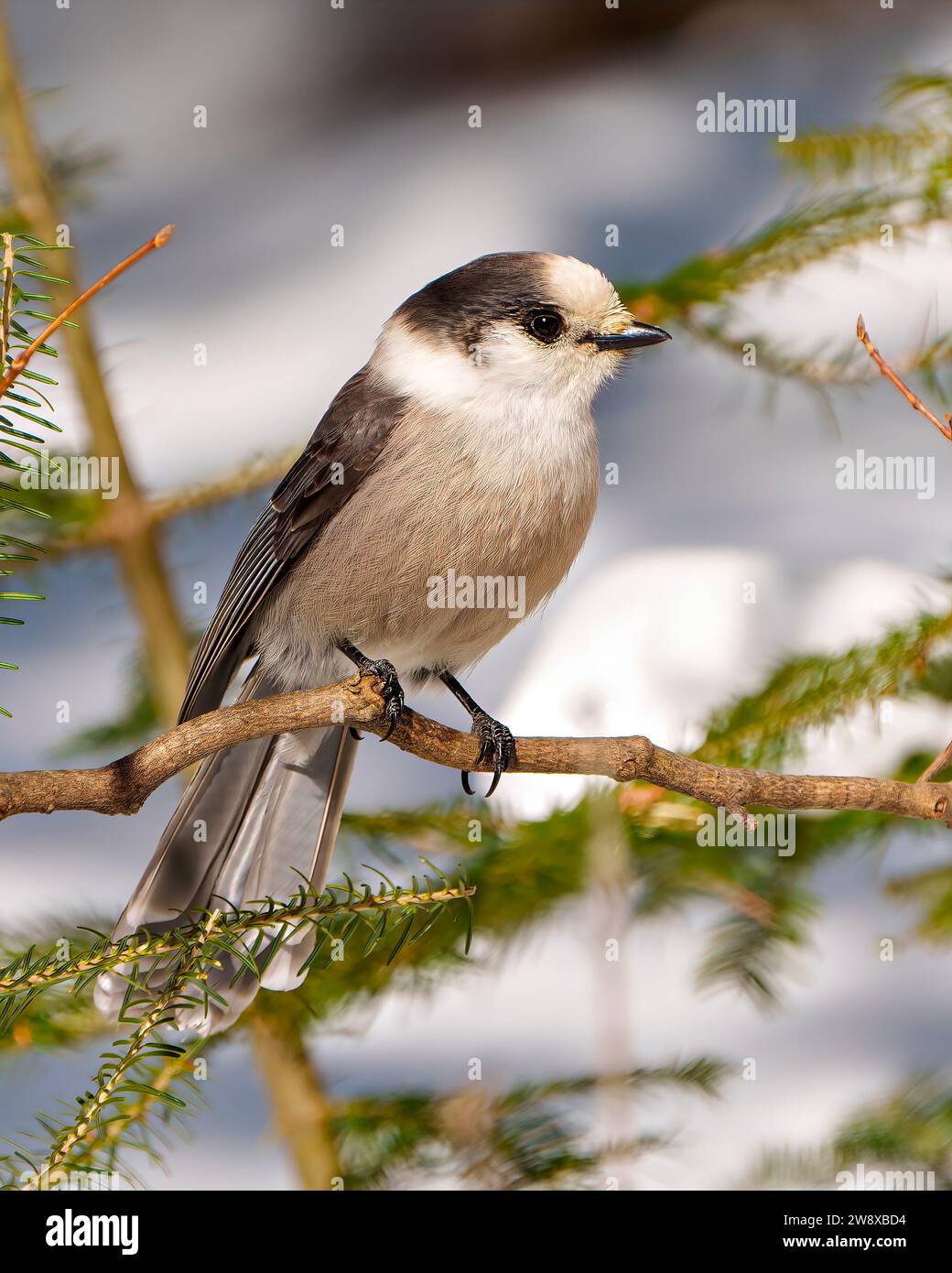 Canada cover hi-res stock photography and images - Alamy