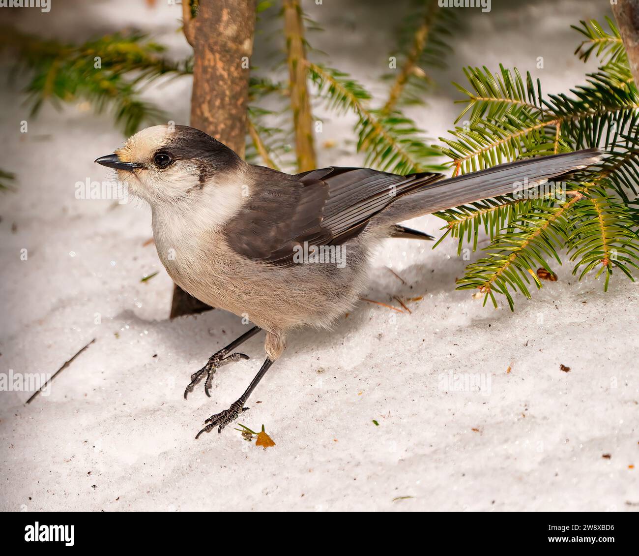Grey Jay standing on snow, with a side view profile, with snow ...