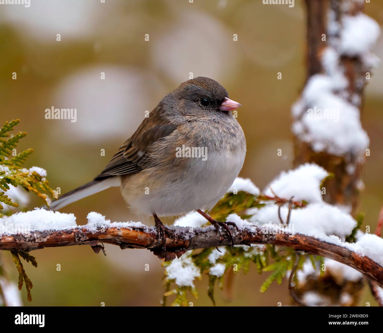 Dark-eyes Junco close-up side view perched on a cedar tree branch with ...
