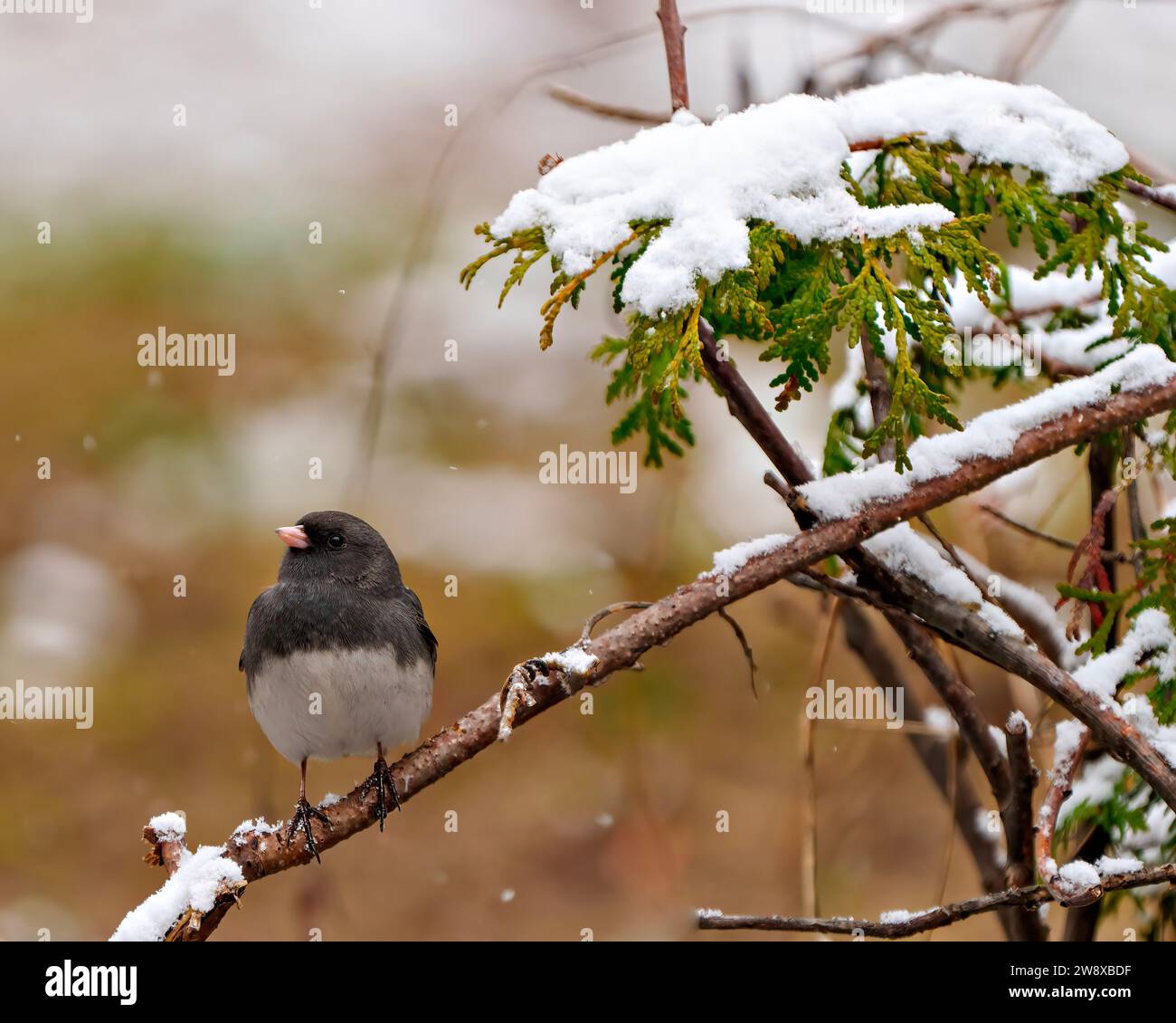 Dark-eyes Junco close-up front view perched on a cedar tree branch with ...