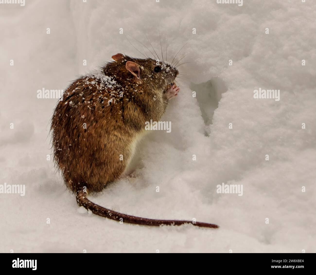Rat out of its burrow den in the snow displaying brown fur, ears, eye ...