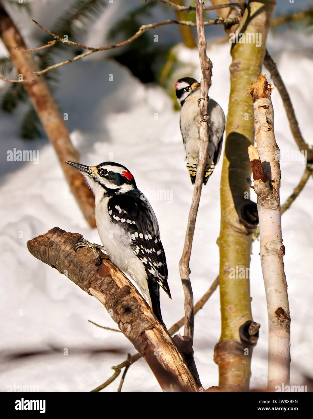 Woodpecker couple bird close-up profile view clinging to a tree branch ...