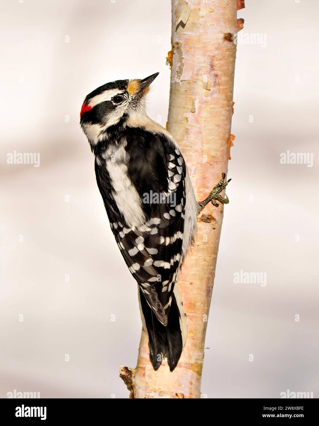 Woodpecker side view male climbing a birch tree trunk with a blur ...