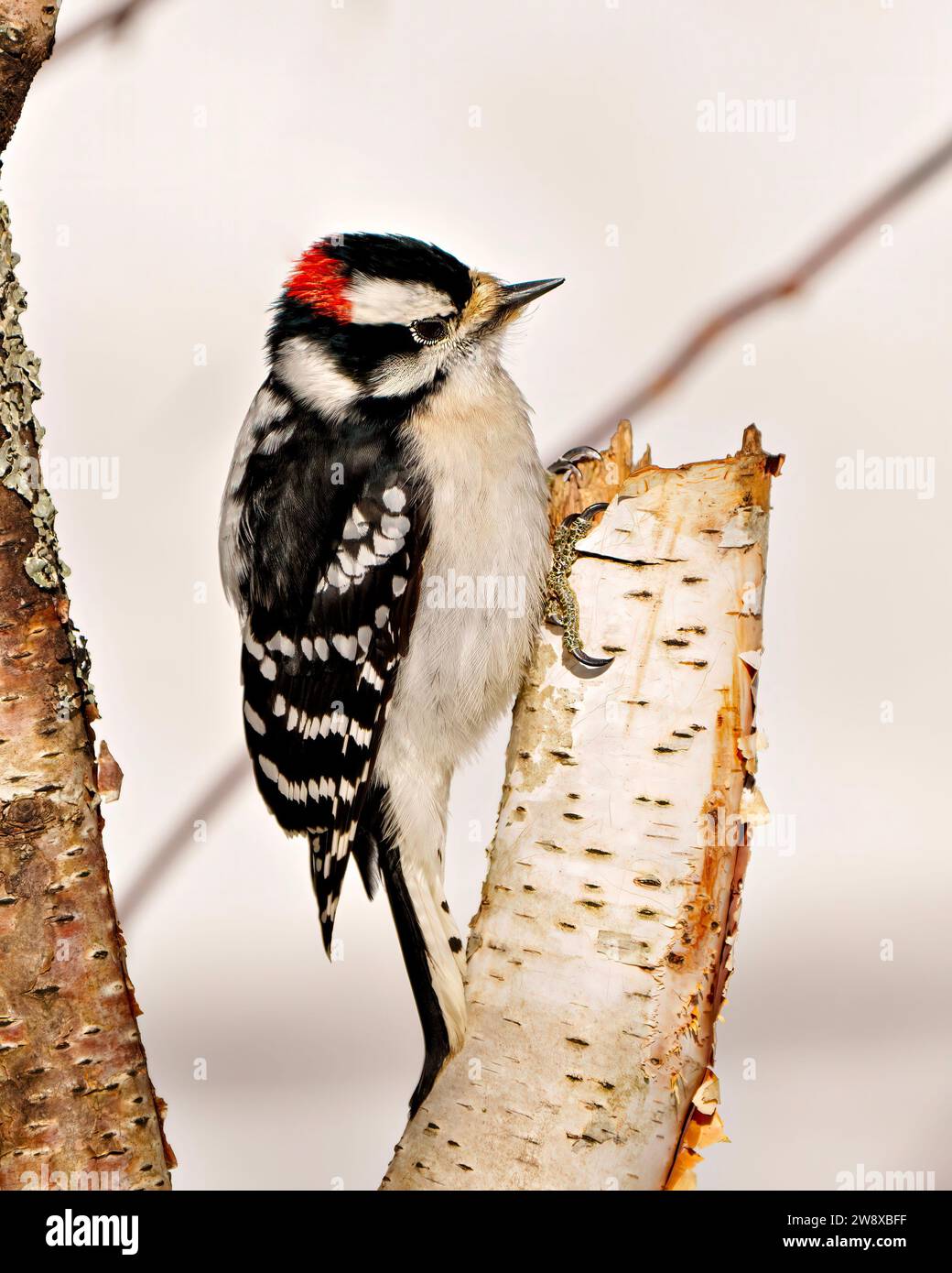 Woodpecker male side view gripping to a branch and displaying white and ...