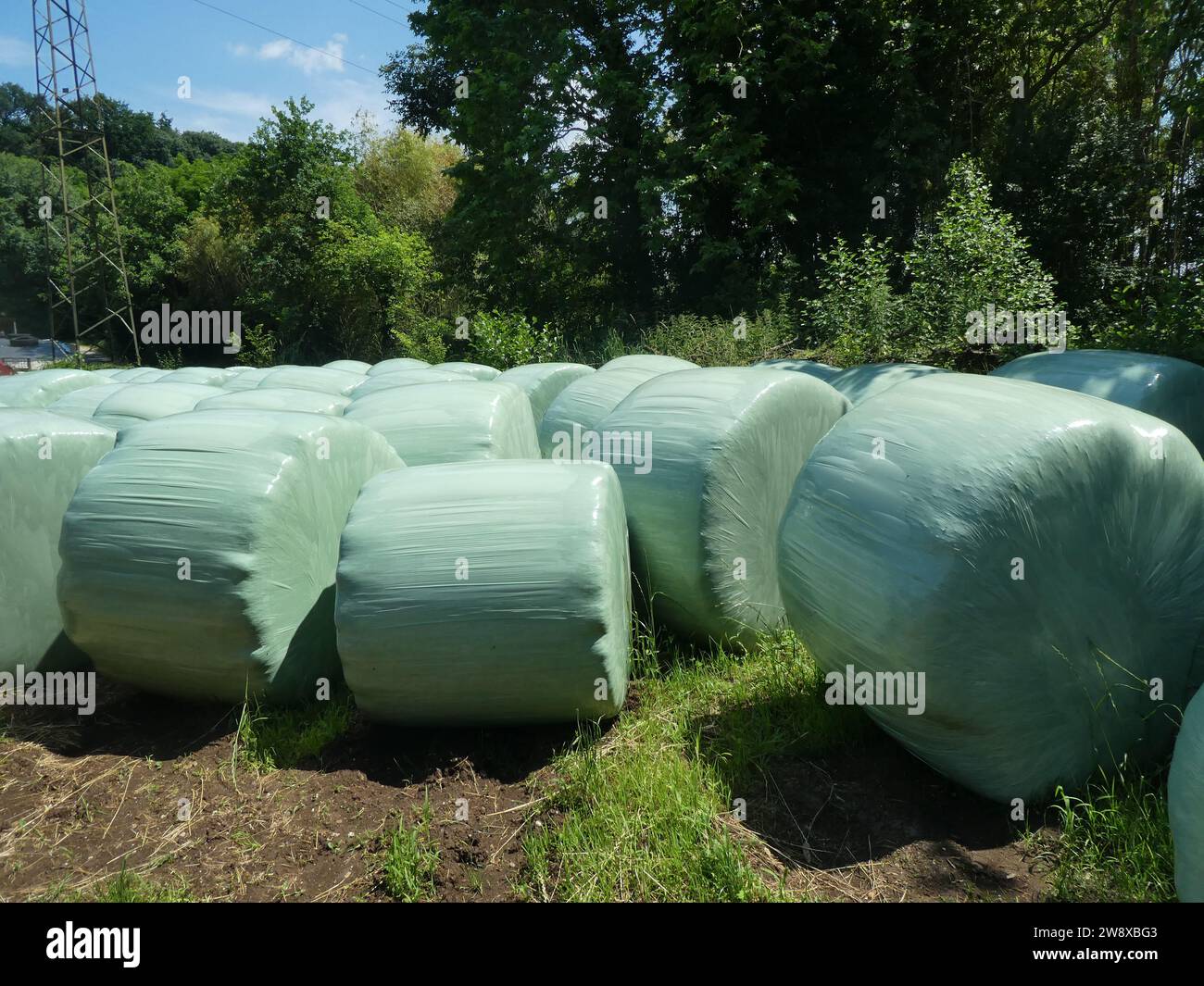 hay bales covered in plastic to protect them from atmospheric agents ...