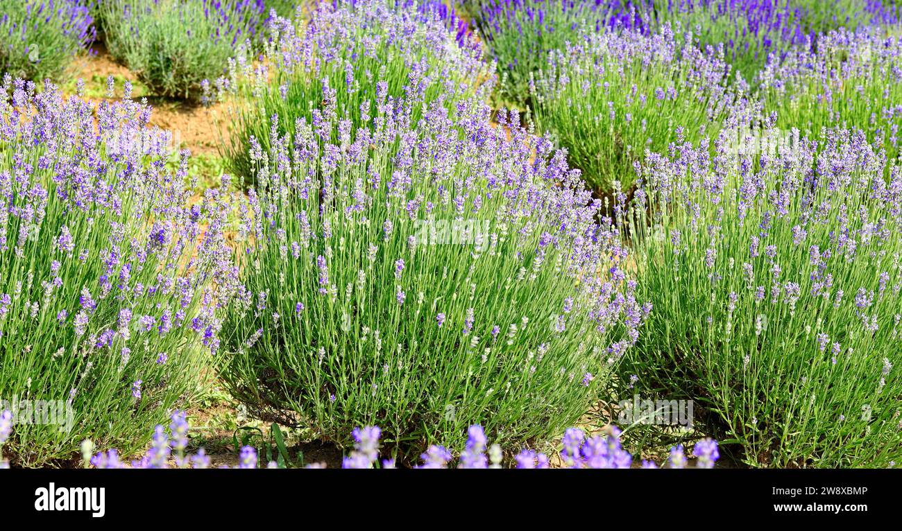 Esential oil hi-res stock photography and images - Alamy