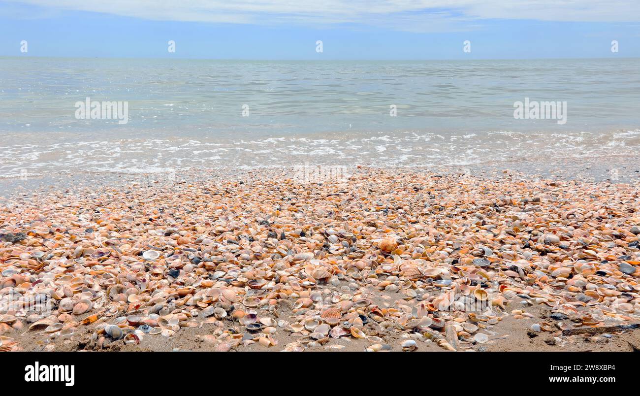 thousands of seashells shells on the beach by the sea without people ...