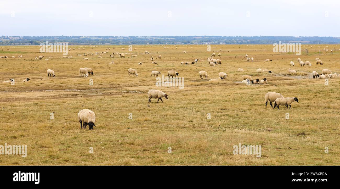 european sheep of breed SUFFOLK with BLACK legs and head Stock Photo ...