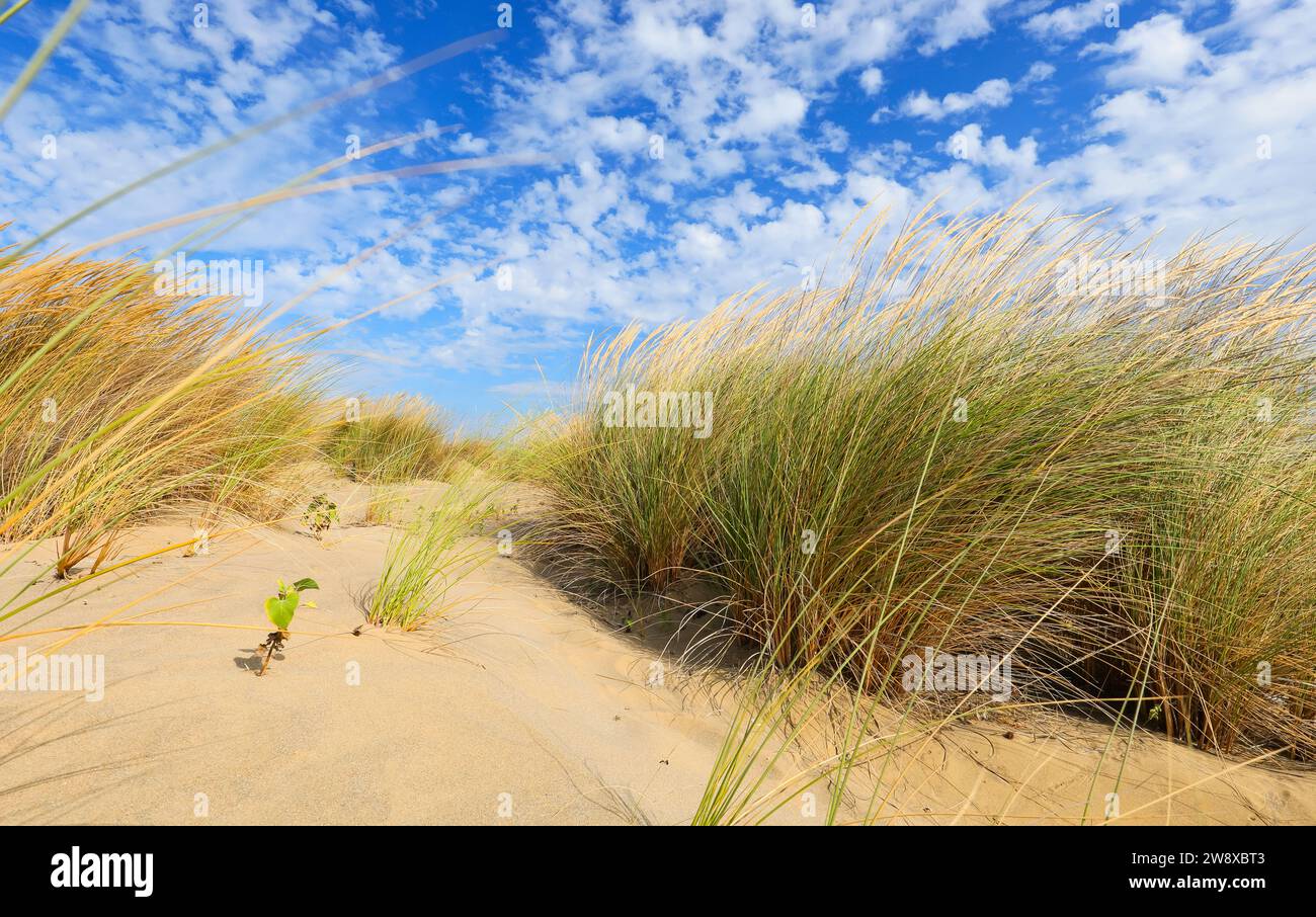 landscape with sand dunes and shrubs withered by the heat Stock Photo ...