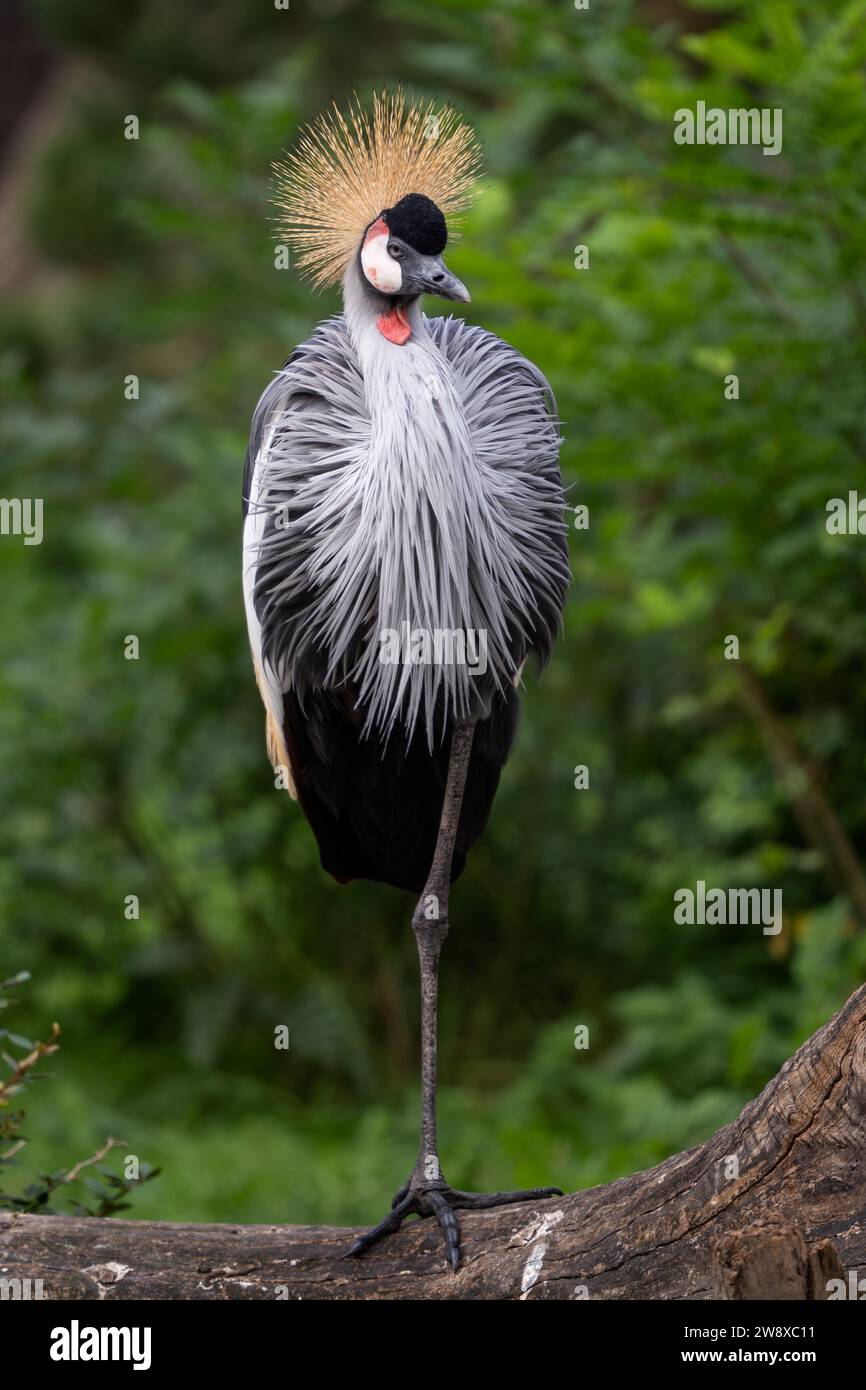 Grey Crowned-crane - Balearica regulorum, beautiful large bird from ...