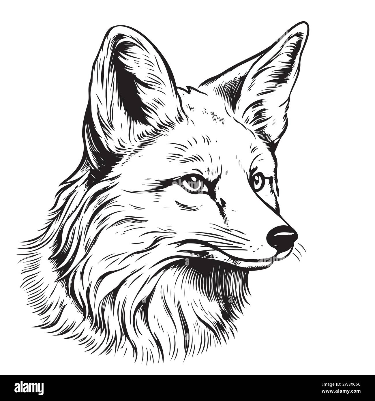 Fox. Graphic, sketch, black and white, hand-drawn portrait of a Foxs ...