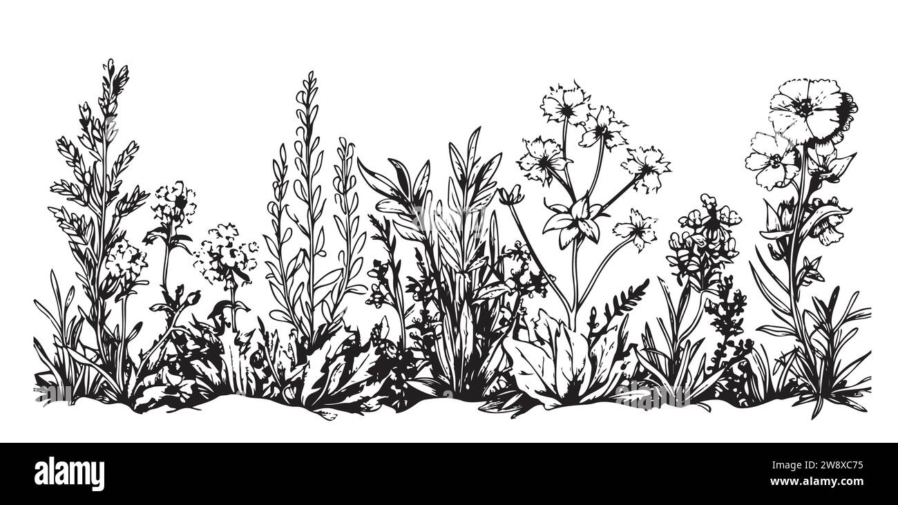Wild flower field border hand drawn sketch in doodle style Vector ...