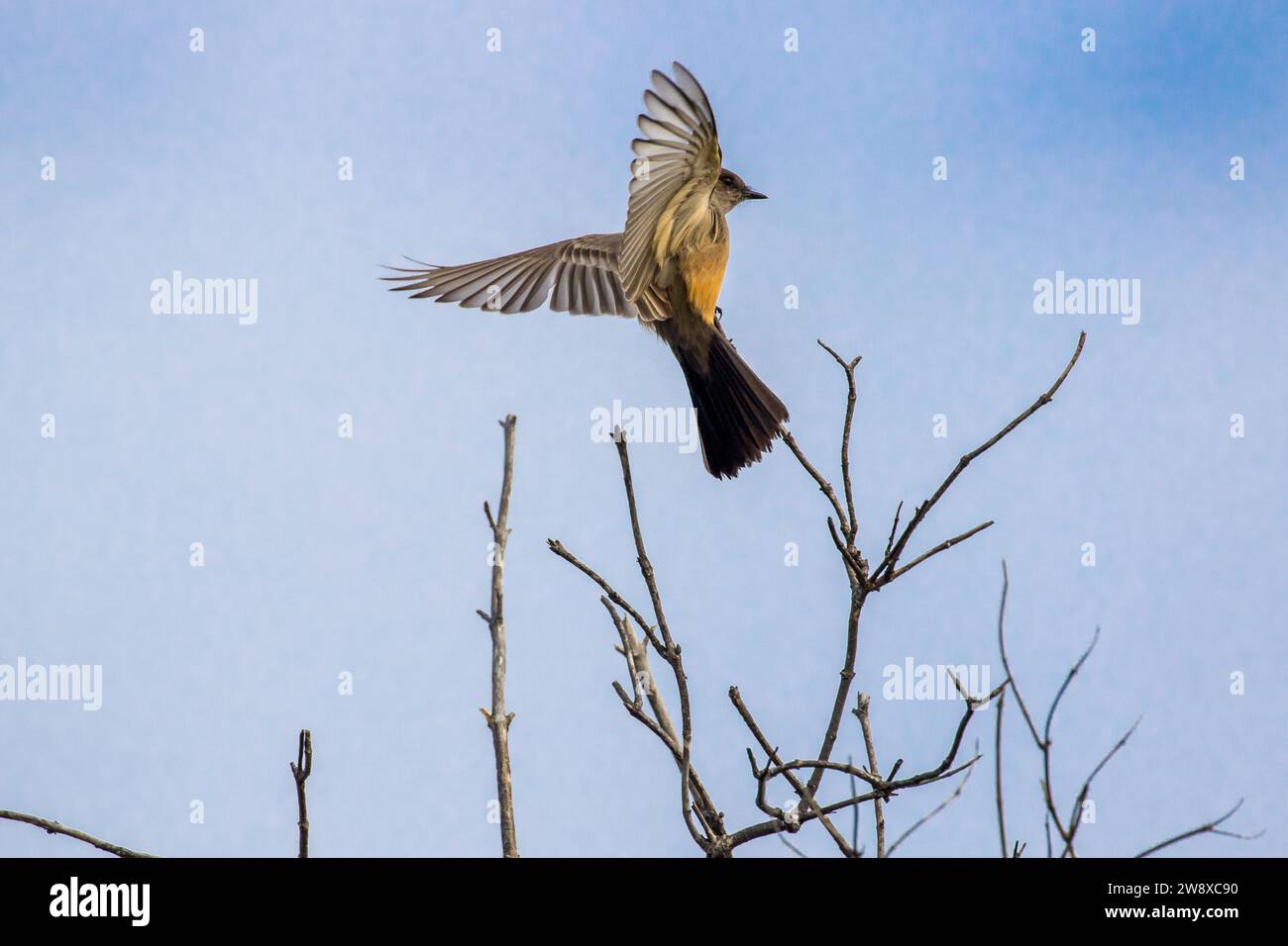 Picking off insects hi-res stock photography and images - Alamy