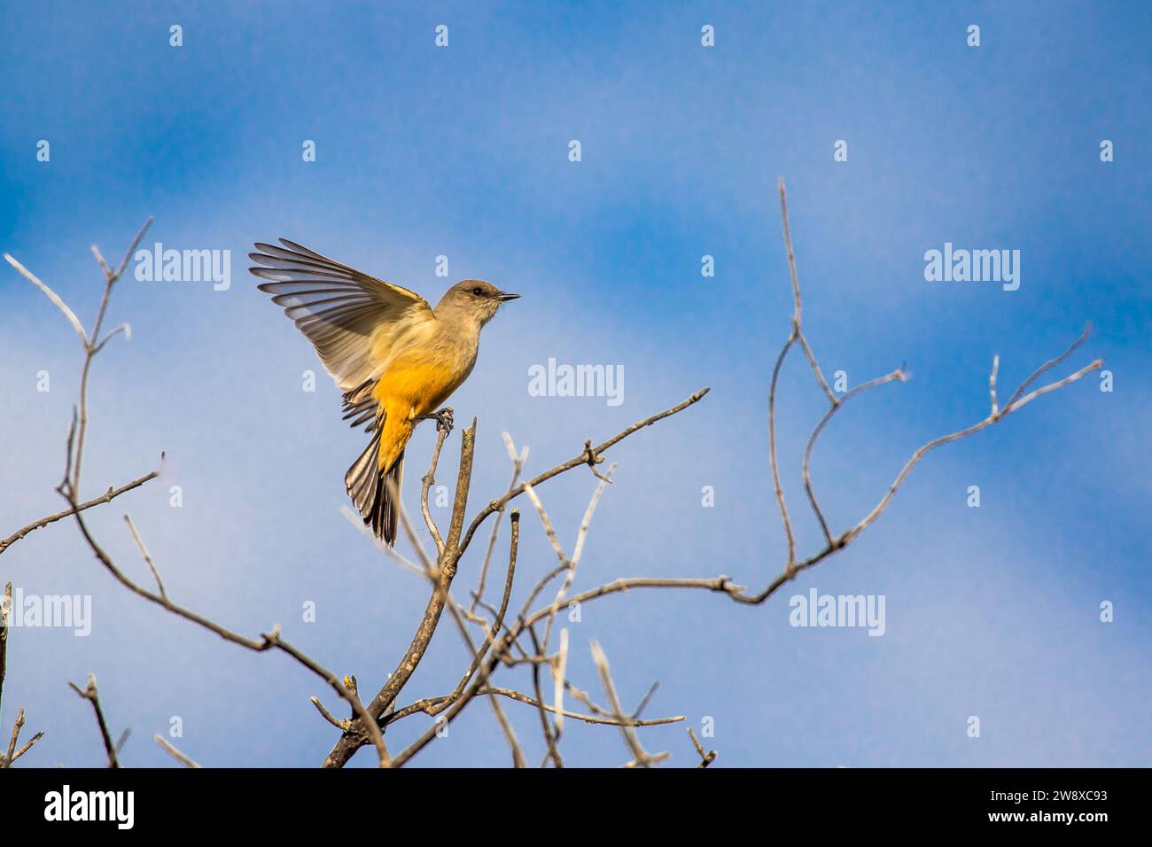 Picking off insects hi-res stock photography and images - Alamy