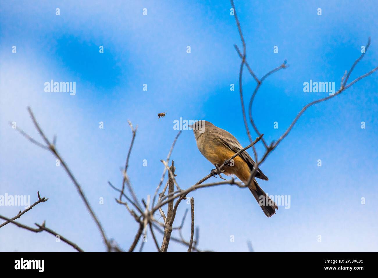 Picking off insects hi-res stock photography and images - Alamy