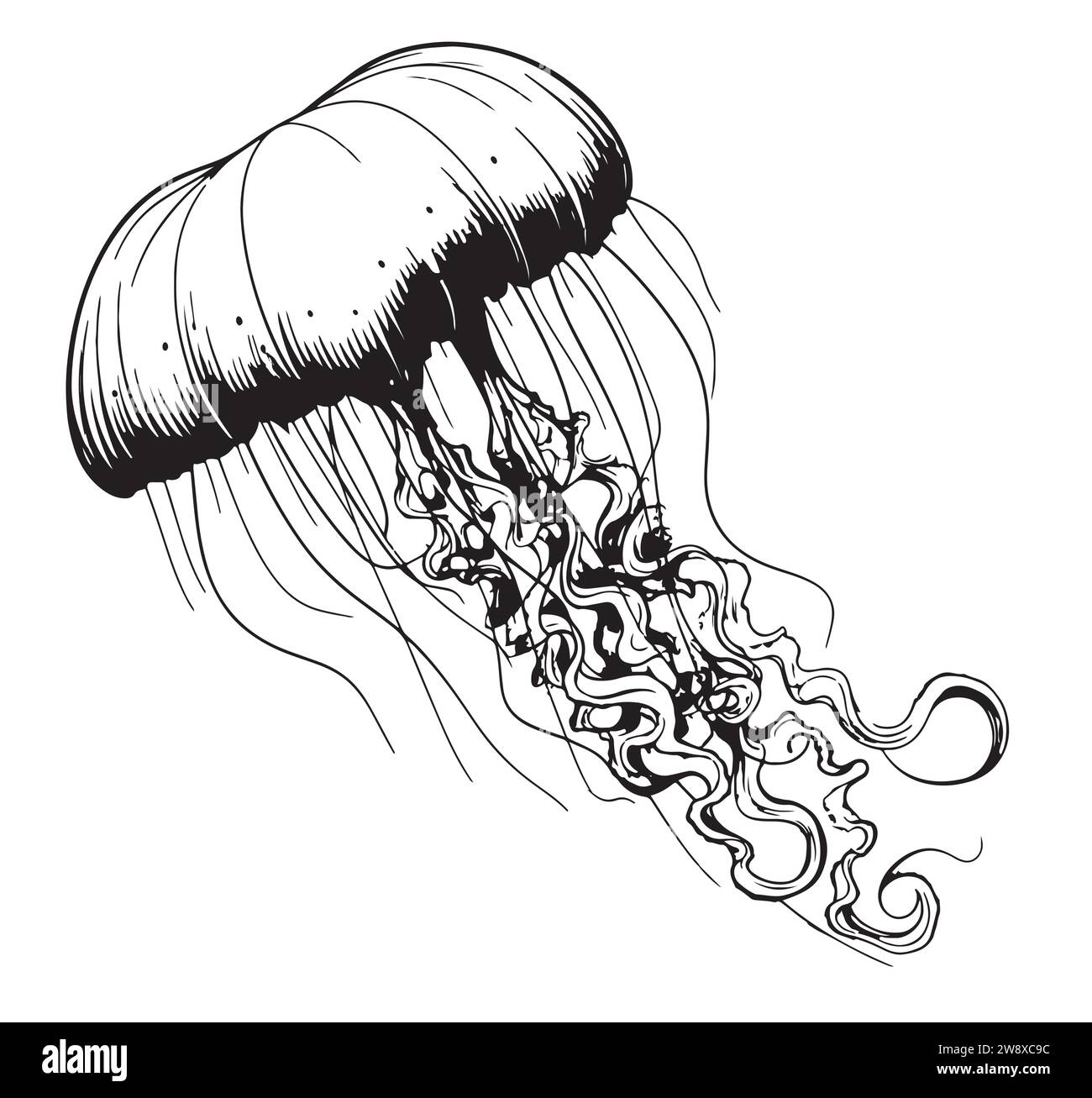 Jellyfish. Vector hand drawn illustration of Jelly Fish on isolated ...