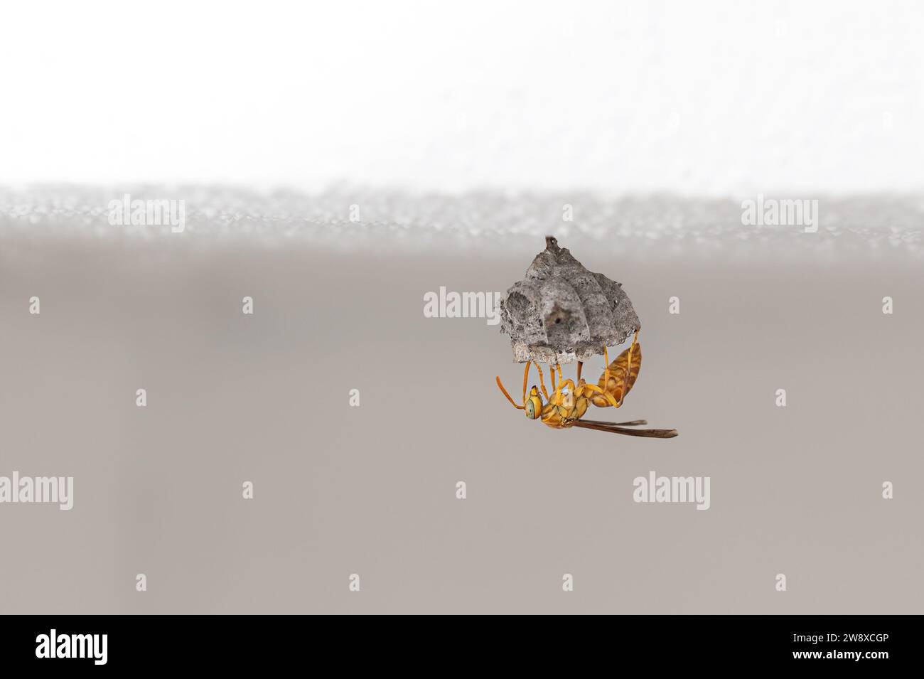 Yellow paper wasp, polistes olivaceus, building a home in La Gaulette ...