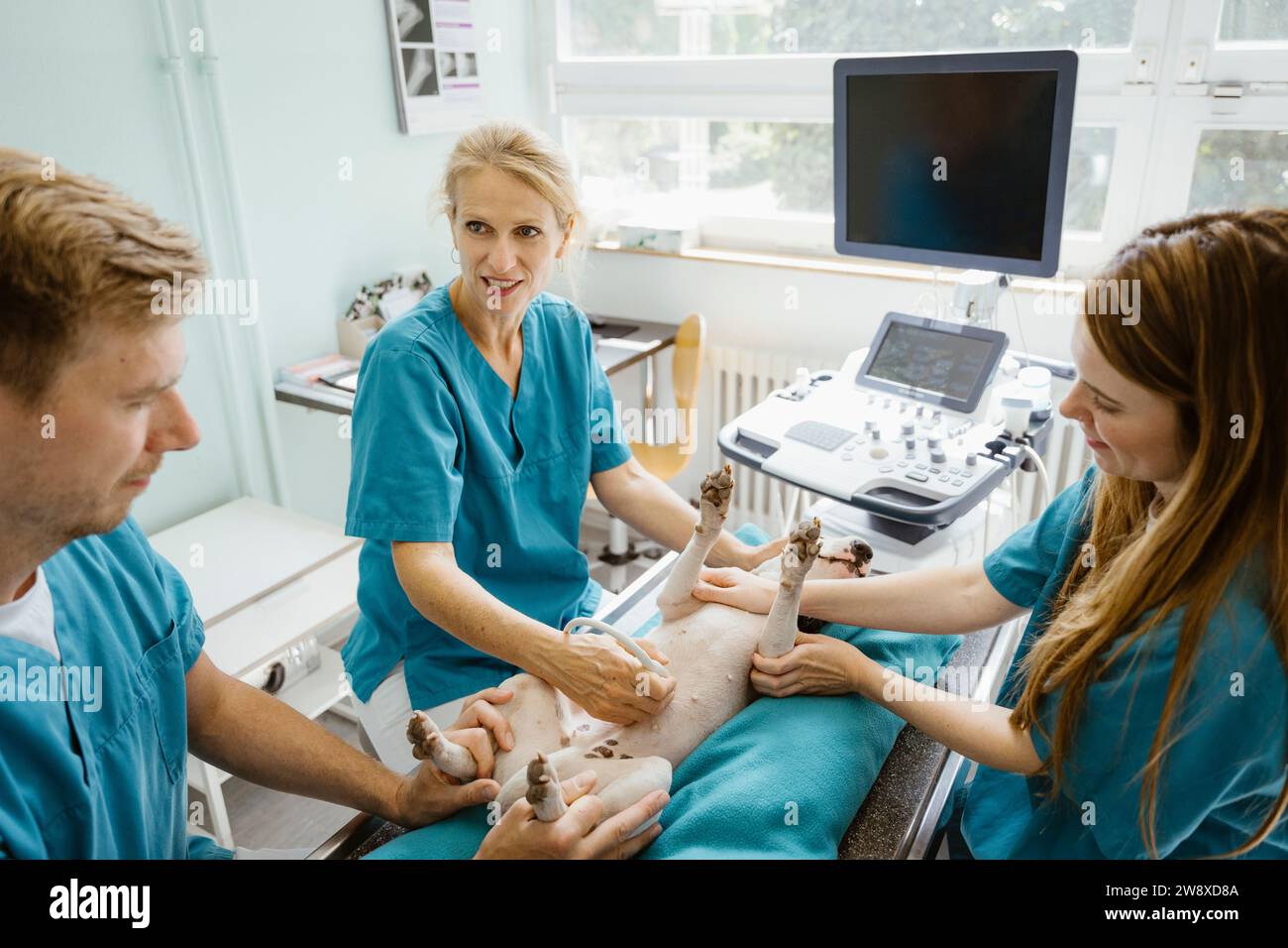 Doctors performing ultrasound on bull terrier in veterinary clinic ...