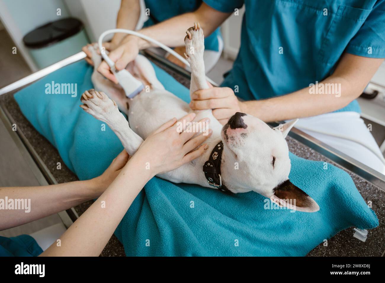 Male animal doctor performing ultrasound on dog while nurses assisting ...