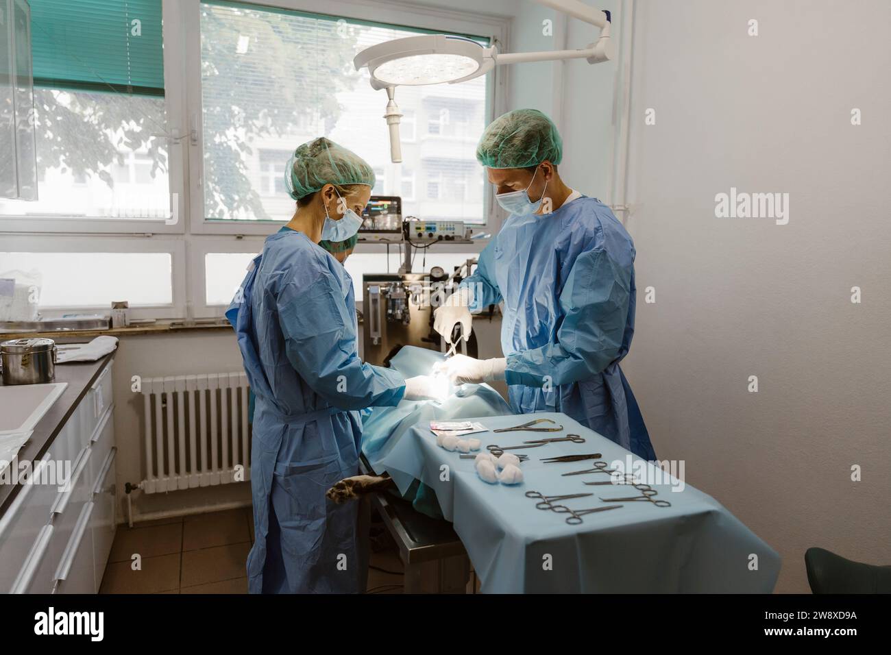 Male and female surgeons performing surgery in operating room at animal ...