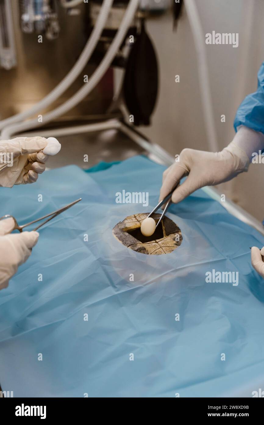 Animal surgeons putting cotton balls while performing surgery in ...