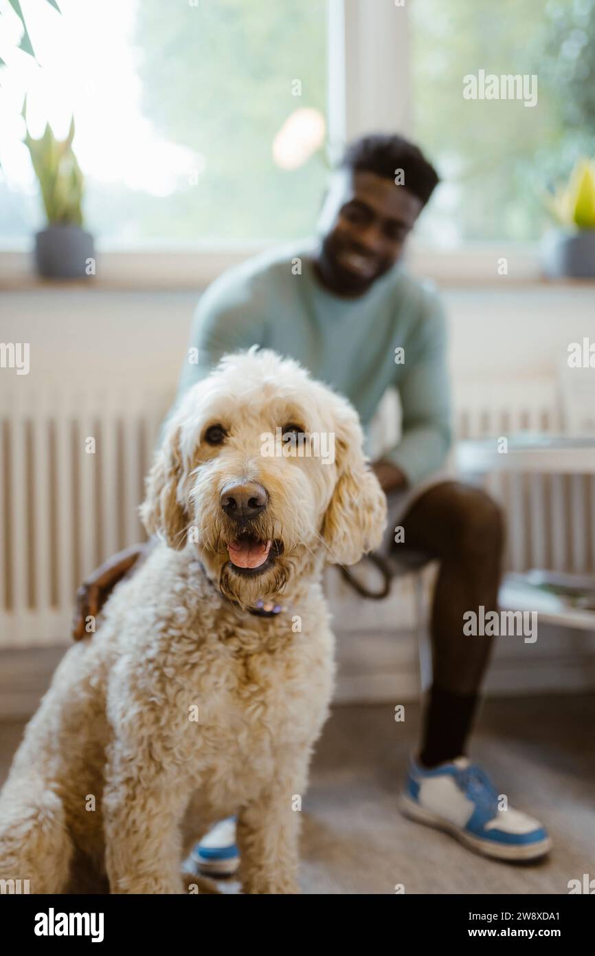 Cute labradoodle with male owner in background at animal hospital Stock ...
