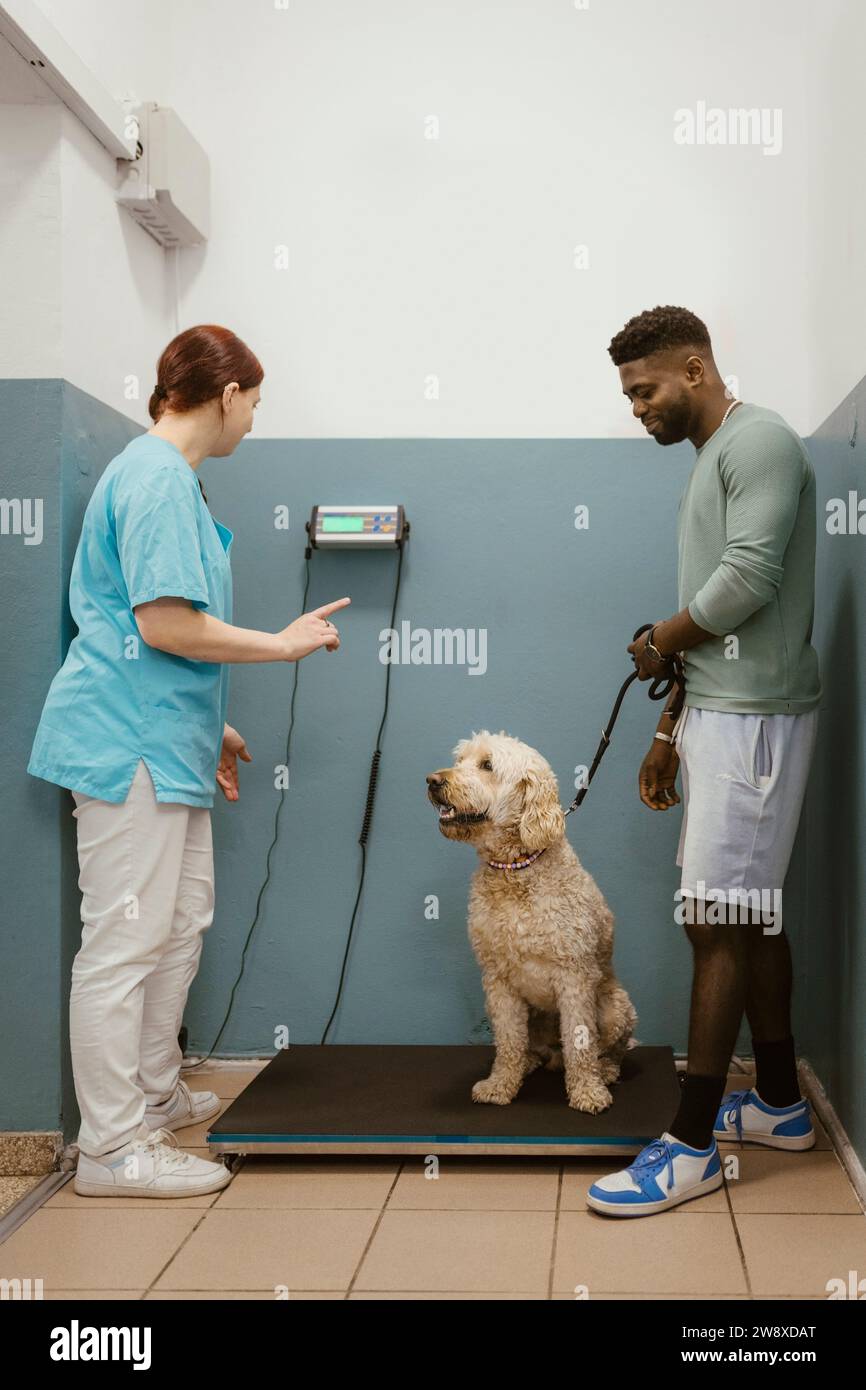 Female veterinarian examining weight of dog with male owner during ...