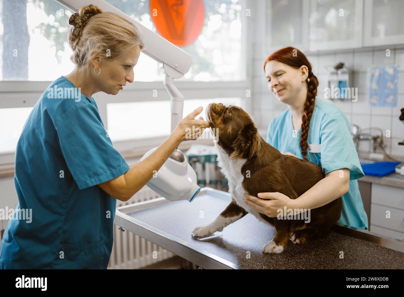 Blond mature female doctor doing routine checkup of dog while nurse ...