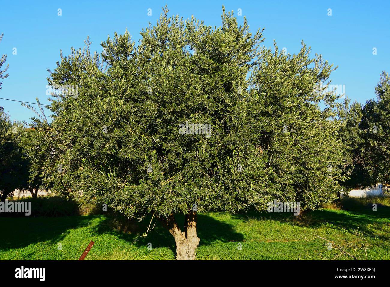 Olive trees or olea europaea, in Attica, Greece Stock Photo - Alamy