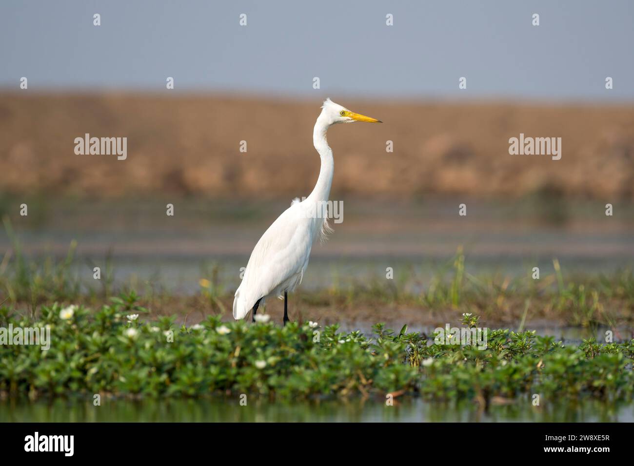 Bharatpur bird sanctuary large hi-res stock photography and images - Alamy