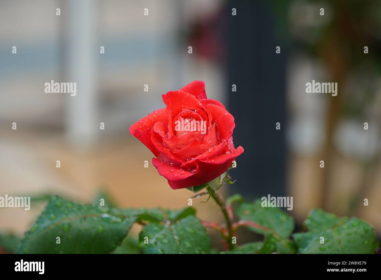 Rose sepal hi-res stock photography and images - Alamy