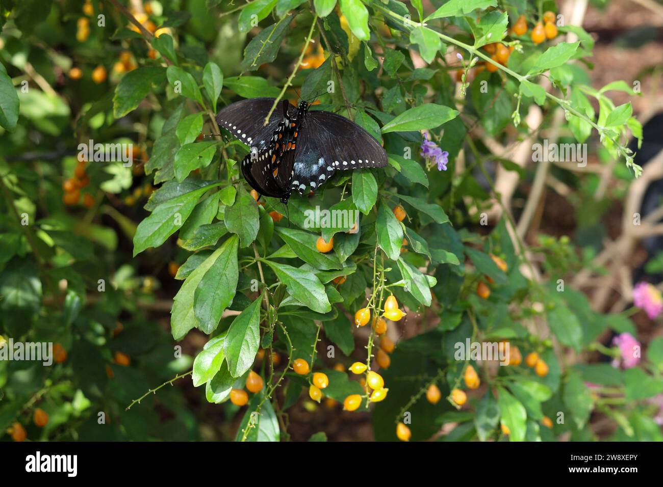 butterfly on a tree branch Stock Photo - Alamy