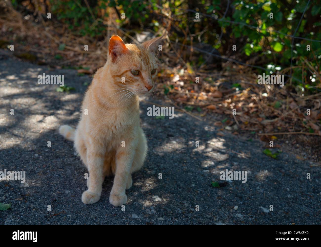 Orange tabby cat sitting Stock Photo - Alamy