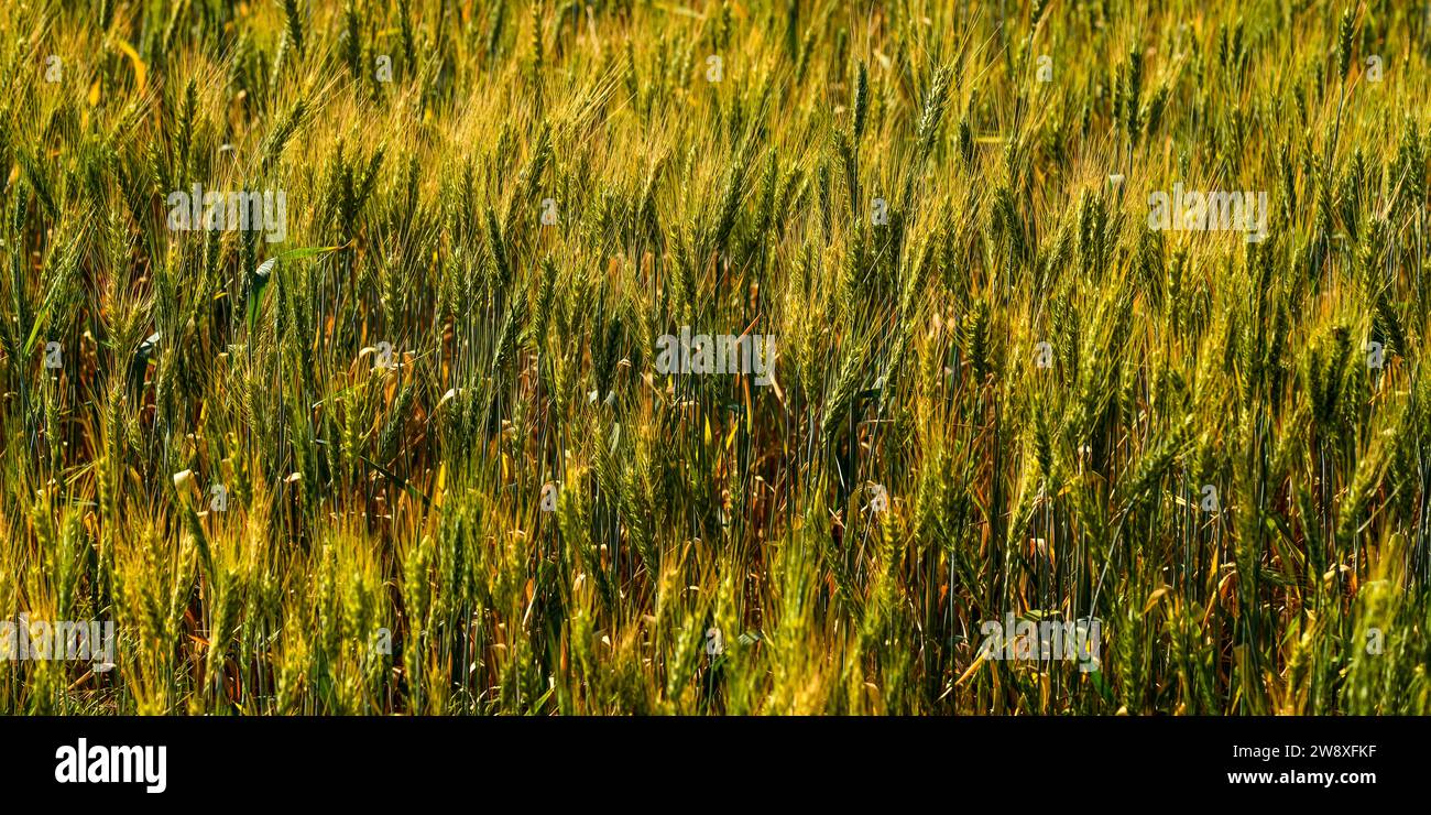Natural grain crops grown in a farmer's field Stock Photo - Alamy