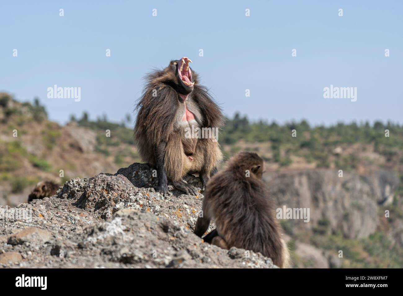 A gelada monkey opening its mouth wide to bear its teeth, Simien ...