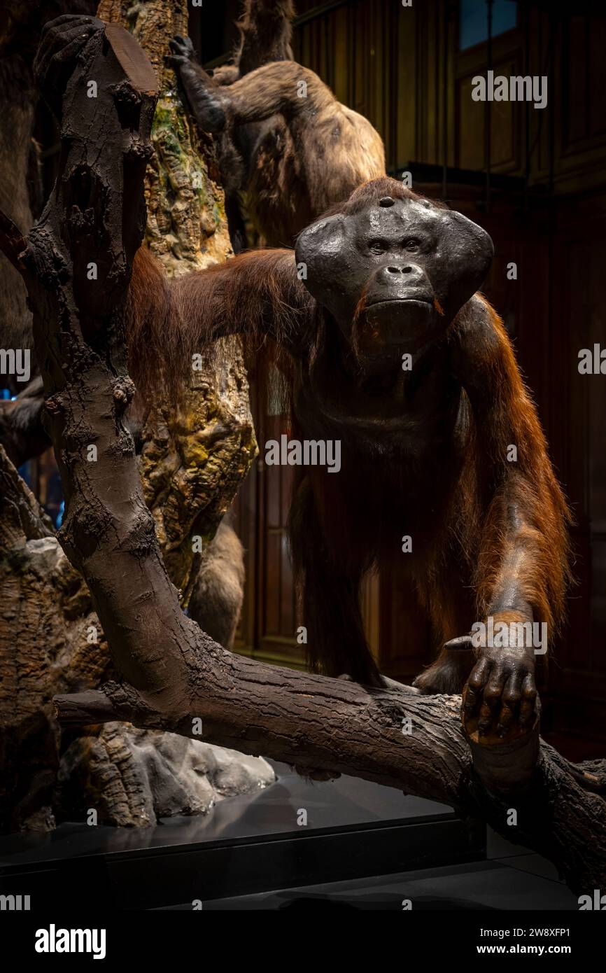 Paris, France - 12 15 2023: The Great Evolution Gallery of Paris. View ...
