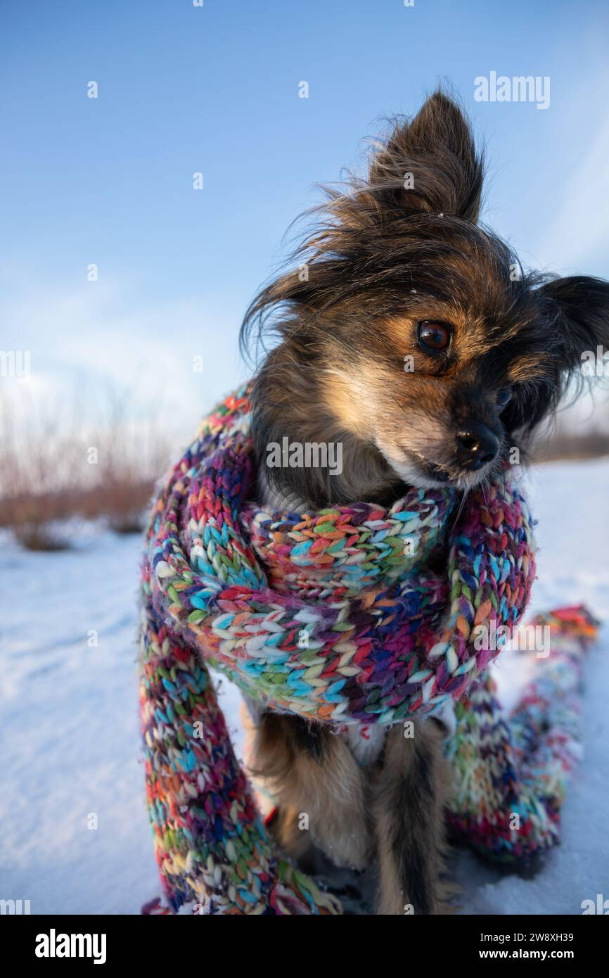 The curious dog looks on, tilting his head to the side Stock Photo - Alamy