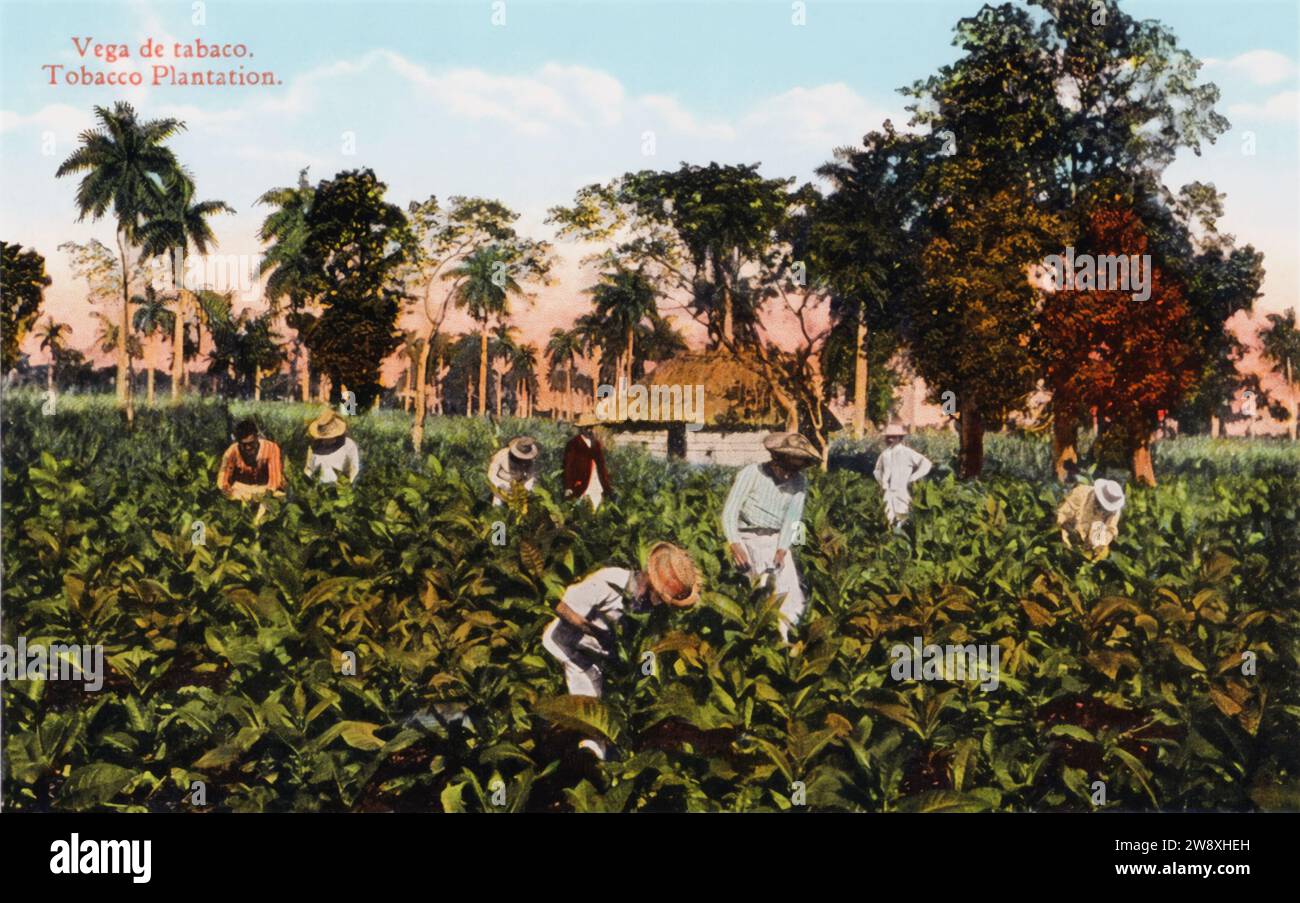 tobacco plantation, cuba, 1920-1930 Stock Photo - Alamy