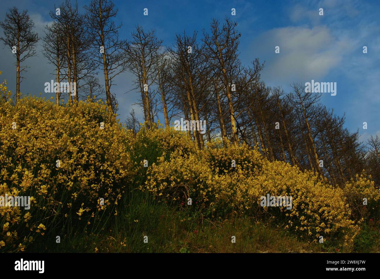Flowering of spontaneous brooms in the broom valley on the Eastern ...