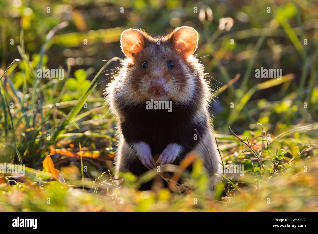Alert European hamster / Eurasian hamster / black-bellied hamster ...