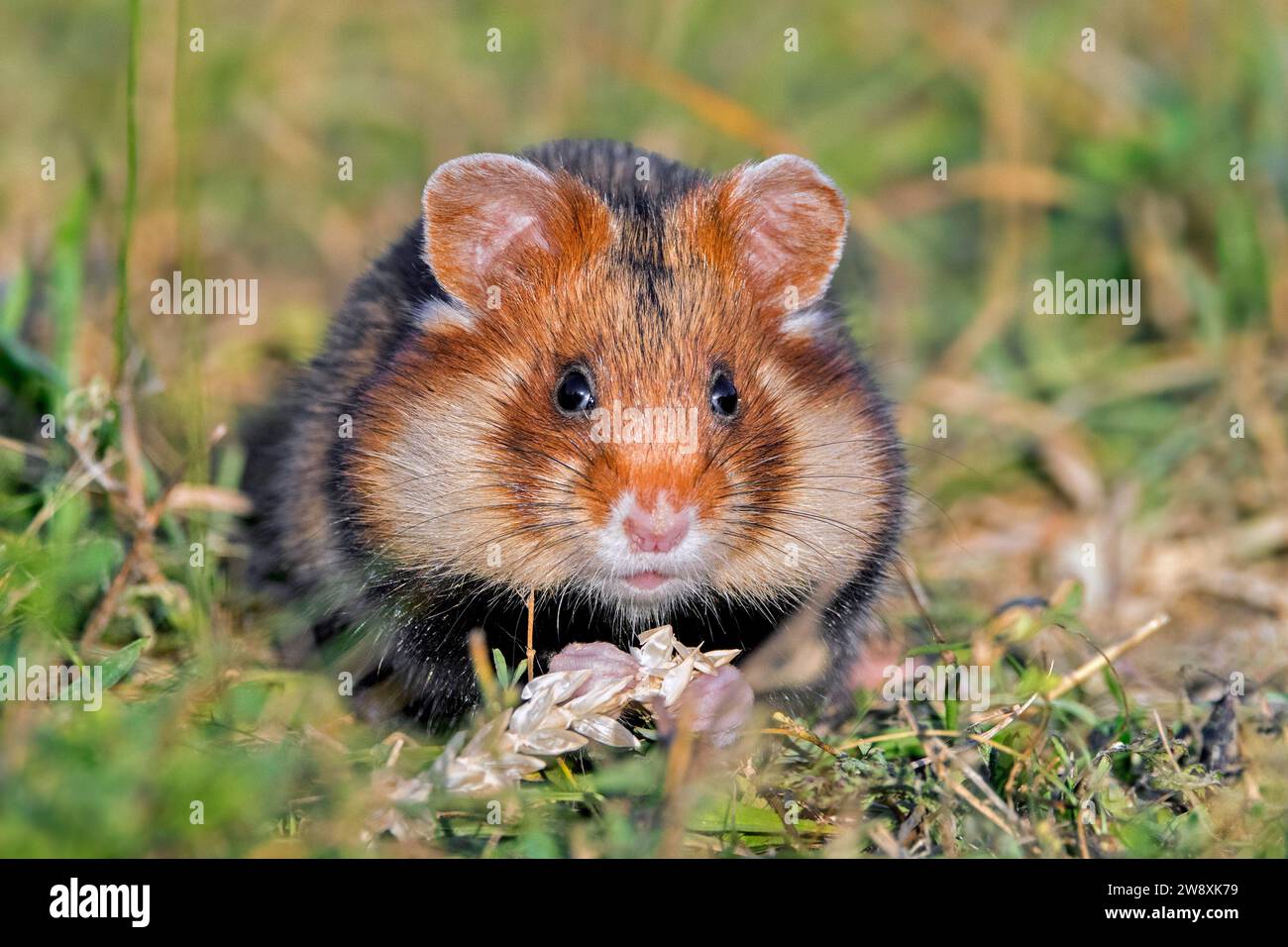 European hamster / Eurasian hamster / black-bellied hamster / common ...