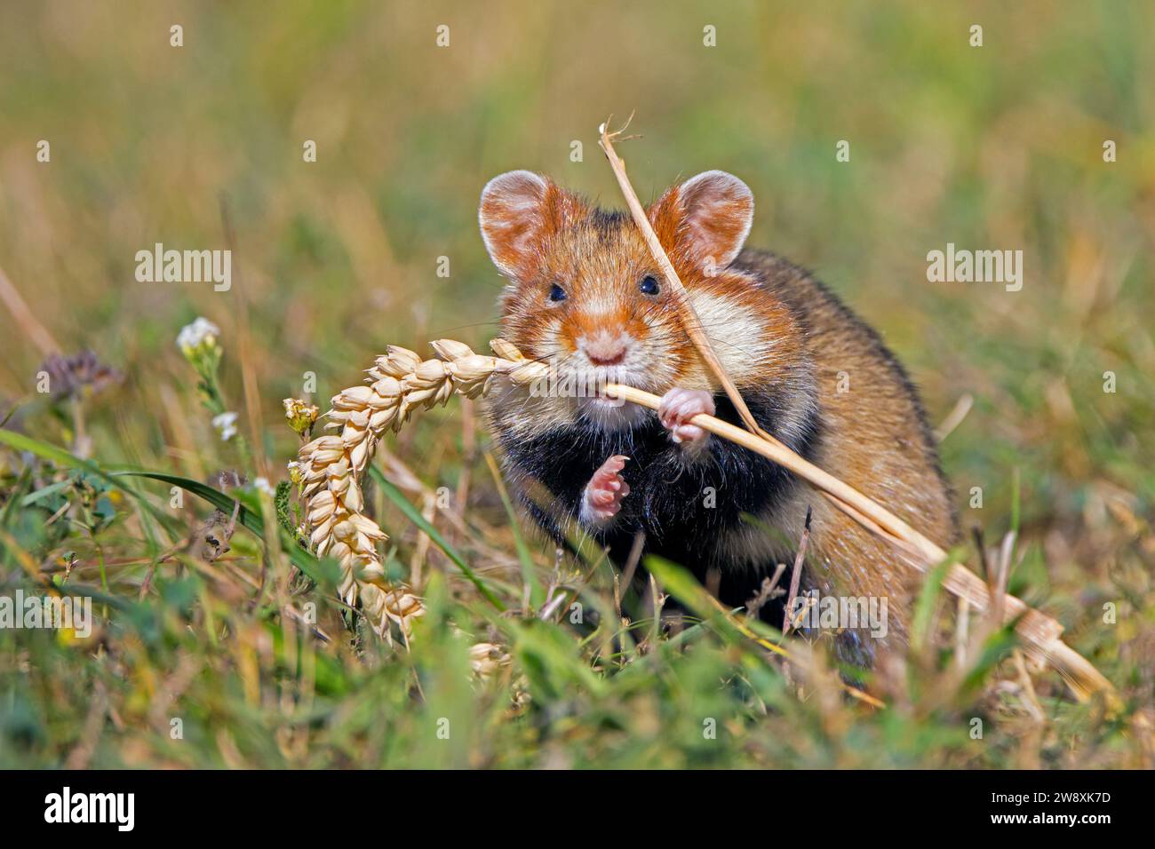 European hamster / Eurasian hamster / black-bellied hamster / common ...