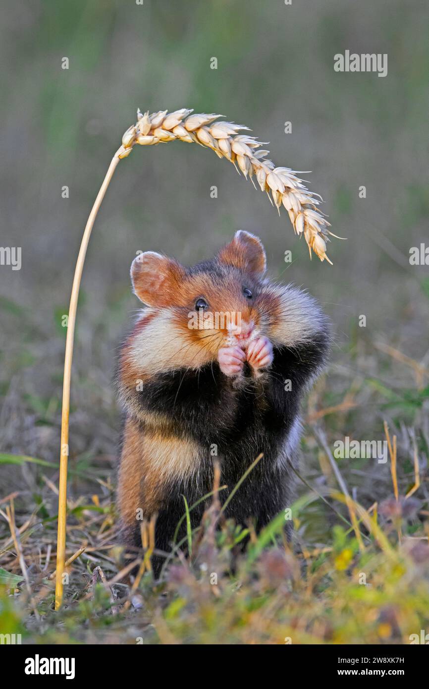 European hamster / Eurasian hamster / black-bellied hamster / common ...
