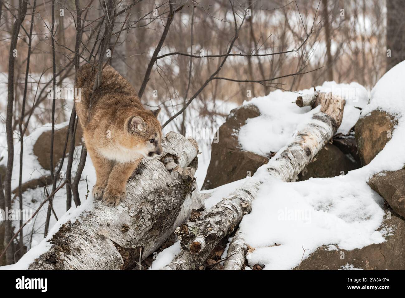 Cougar (Puma concolor) Stands Atop Birch Logs at Rock Den Winter ...