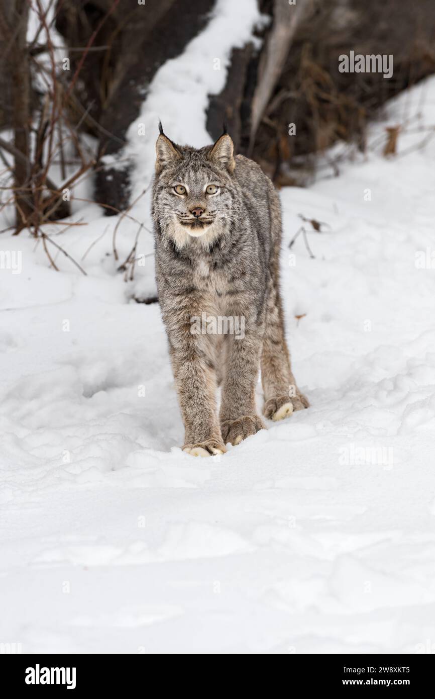 Canadian Lynx (Lynx canadensis) Looks Forward Ears Up Winter - captive ...
