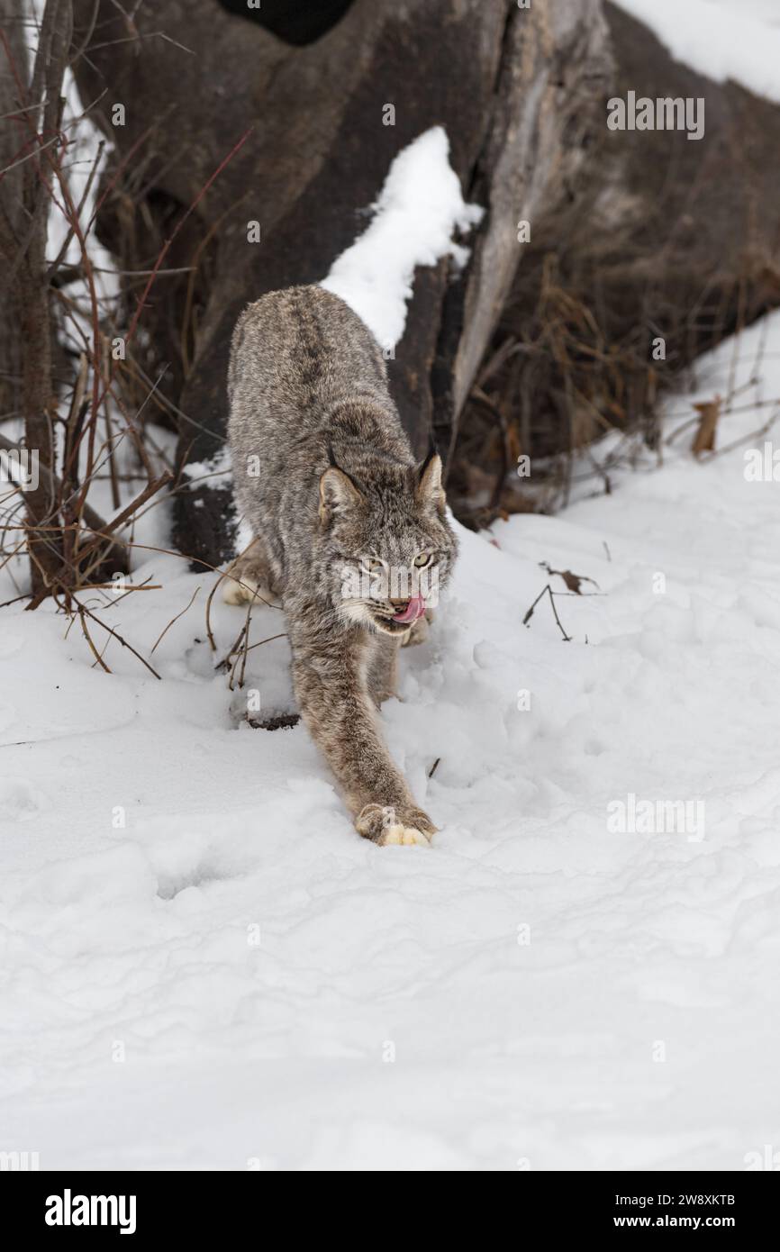 Canadian Lynx (Lynx canadensis) Steps Forward Licking Face Winter ...